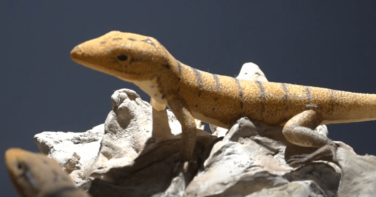 Die Reptilien des Trias - Naturmuseum Südtirol