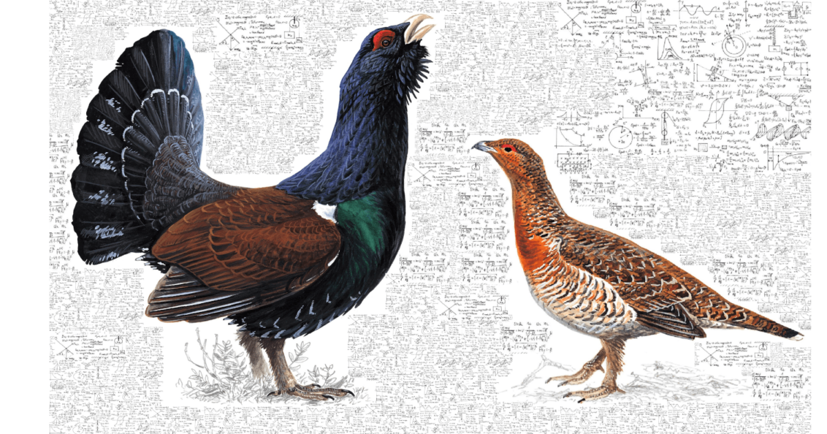 Il gallo cedrone - Naturmuseum Südtirol