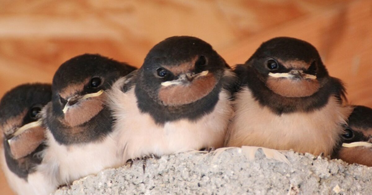 Schwalbengerecht renovieren - Naturmuseum Südtirol