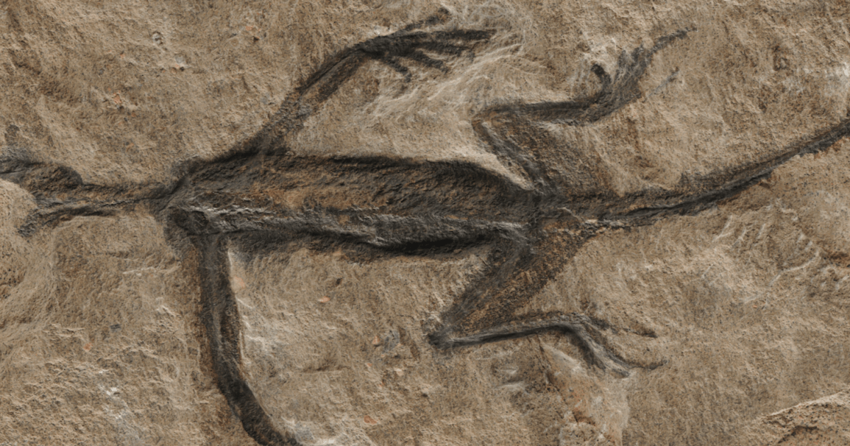 Es war einmal das älteste Reptil Italiens - Naturmuseum Südtirol