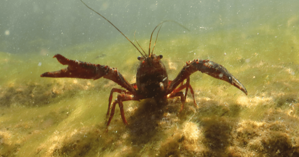 Flusskrebse: Verborgene Scherenritter unserer Gewässer - Naturmuseum ...